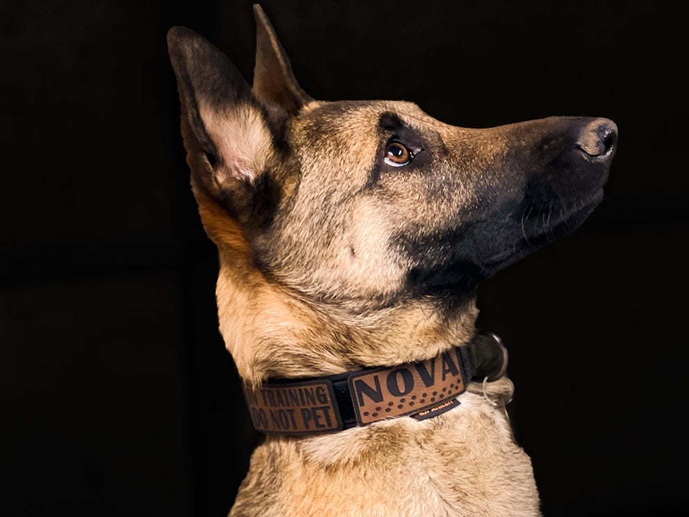 In Training Do Not Pet Patch – Service Dog Collar Patch – PatchBuilt